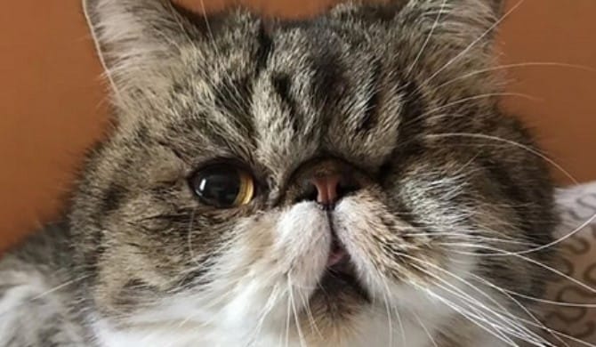 Top 50+ One-Eyed Cat Names - PetPress