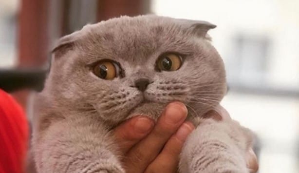 Top 200 Best Scottish Cat Names For Your Little Kitten