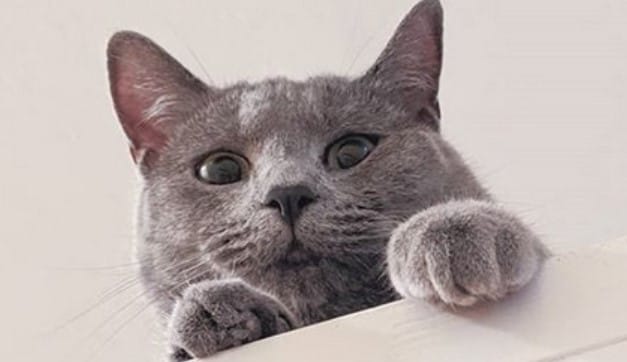 40+ Best Blue Cat Names - PetPress