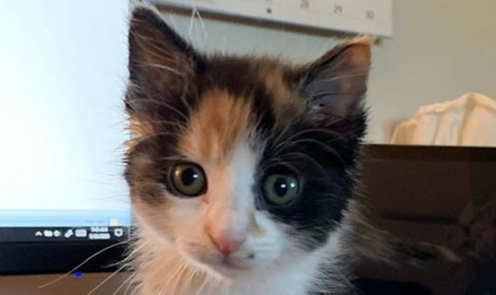 50 Unusual Calico Cat Names - PetPress