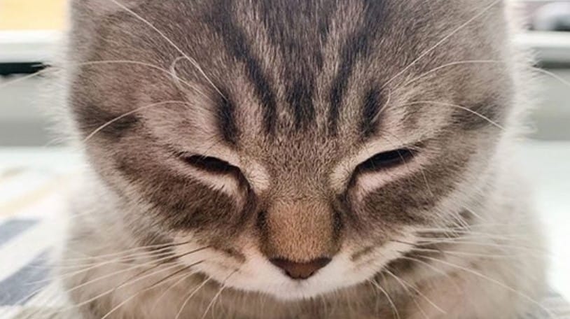 90+ Great Male Cat Names Starting with “L” - PetPress