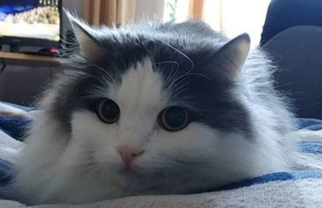 150+ Classic Spanish Female Cat Names