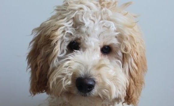 16 Tips for Taking Care of Your Labradoodle - PetPress