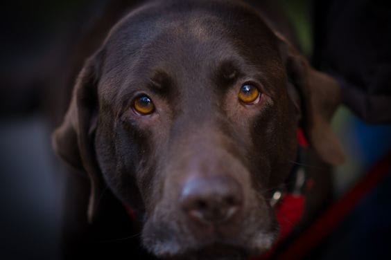 14 Things Only Labrador Owners Will Understand - PetPress