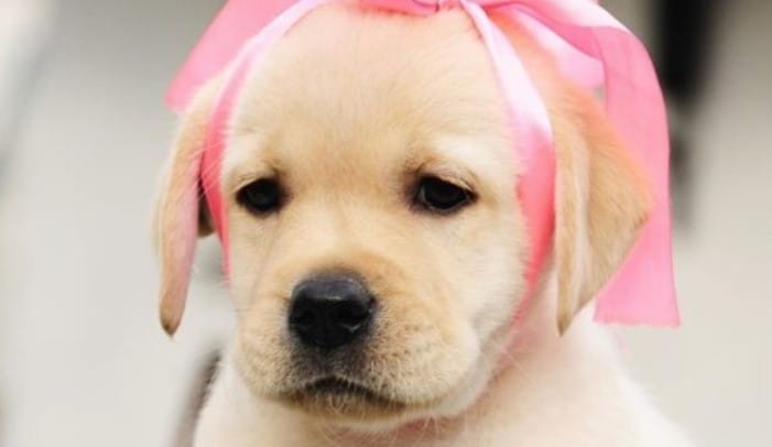 10+ Pros And Cons Of Labrador Retrievers - PetPress