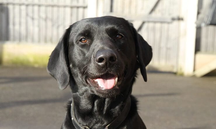 Top 100 Male Black Lab Names For Your Cute Male Black Lab