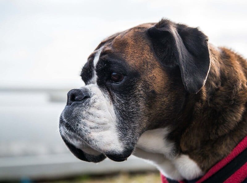 350 Boxer Dog Names - Popular Male and Female Names