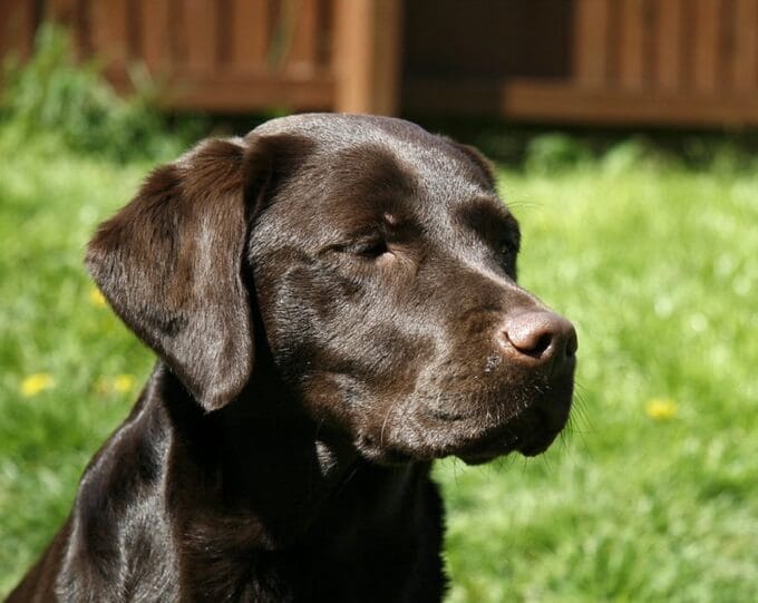 Chocolate Lab Dog Names: 320 Best Names for Brown Labradors - PetPress