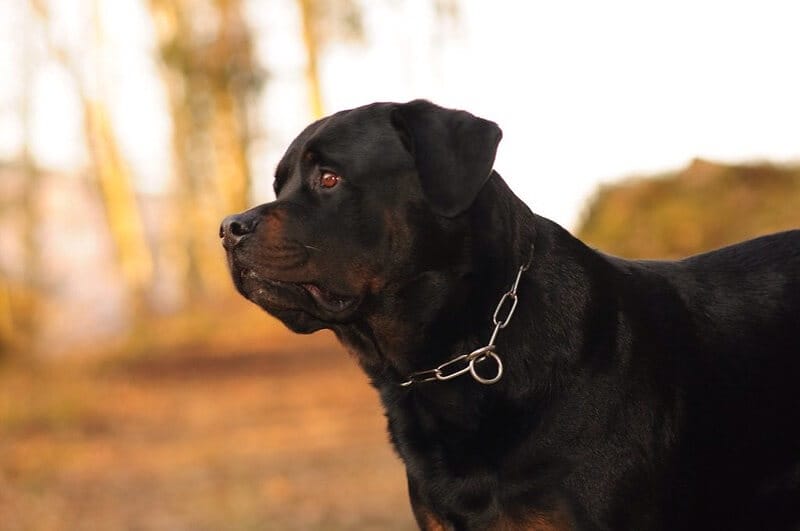 200 Male Rottweiler Names (Popular, Aggressive, & German Names!) - PetPress