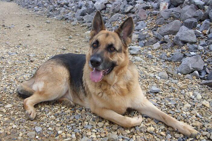 Strong German Shepherd Names - Over 100 Inspiring Ideas - PetPress