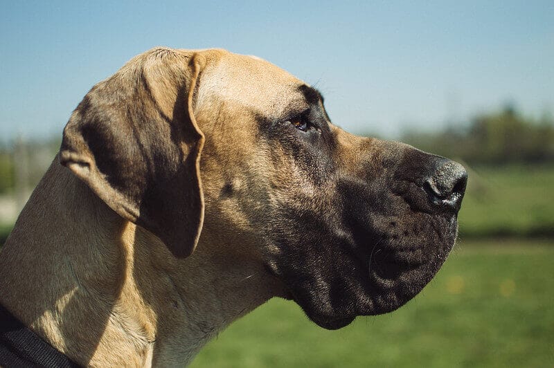 350 Great Dane Names - Popular Male and Female Names - PetPress