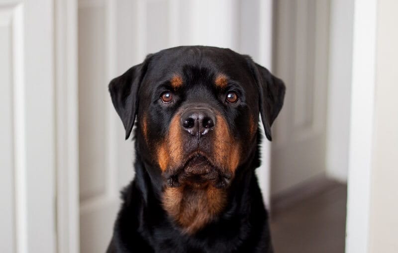 370 Rottweiler Names - Popular Male and Female Names - PetPress