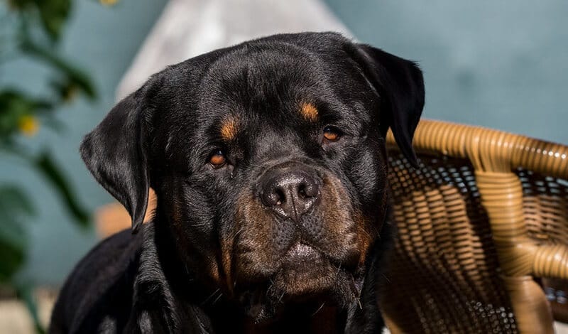200 Male Rottweiler Names (Popular, Aggressive, & German Names!) - PetPress