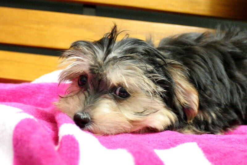 115 Male Yorkie Names - Cute Boy Yorkie Names - PetPress