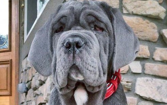 14 Reasons Why You Should Never Own Neapolitan Mastiffs - PetPress