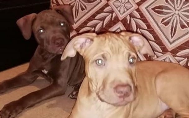 170+ Most Common Male Pit Bull Dog Names - PetPress