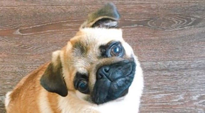 14 Pros And Cons Of Owning Pugs - PetPress