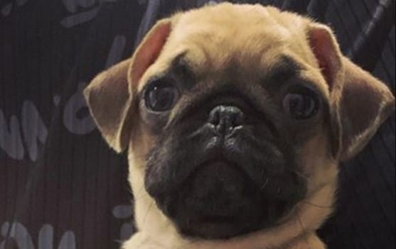 16 Things Only Pug Owners Will Understand - PetPress