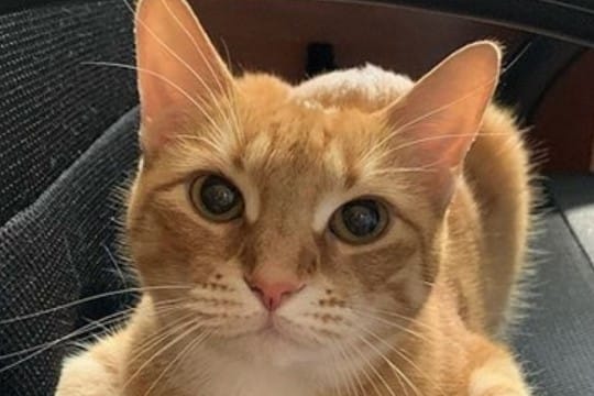 Top 75 Ginger Cat Names For Your Cute Feline Friend