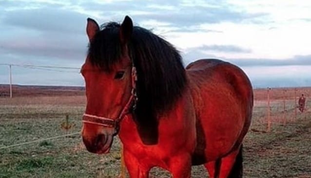 45 Perfect Horse Names For Red Horses - PetPress