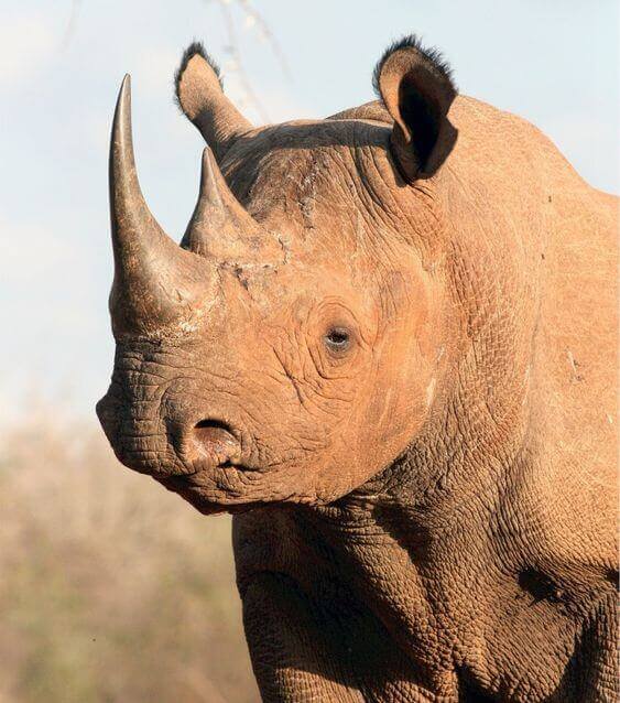 80+ Best Rhinoceros Names - PetPress