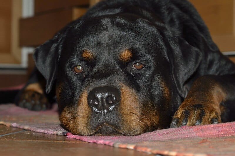 370 Rottweiler Names - Popular Male and Female Names - PetPress