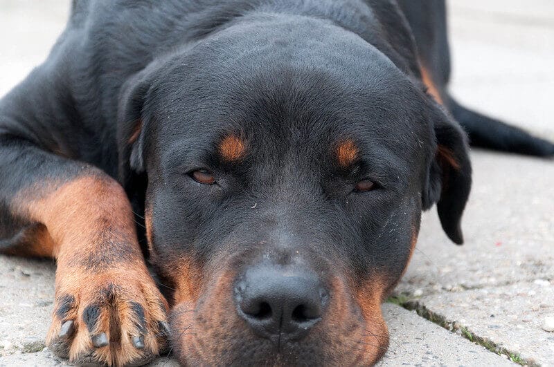 250 Tough and Strong Male Dog Names - PetPress