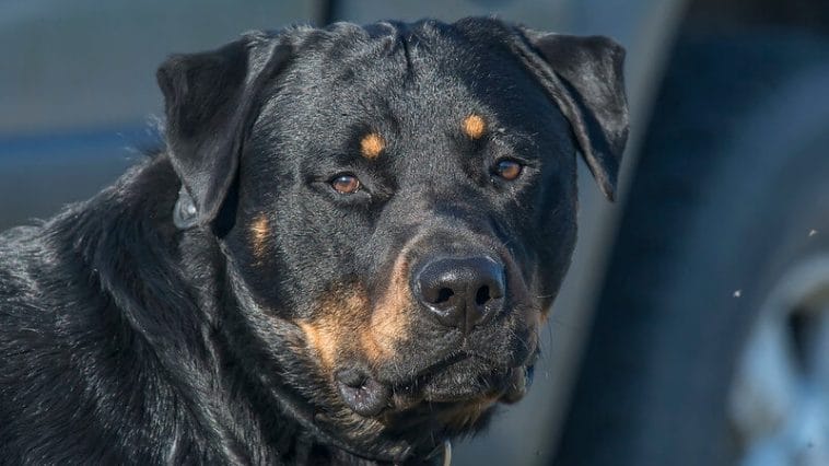 200 Male Rottweiler Names (Popular, Aggressive, & German Names!) - PetPress