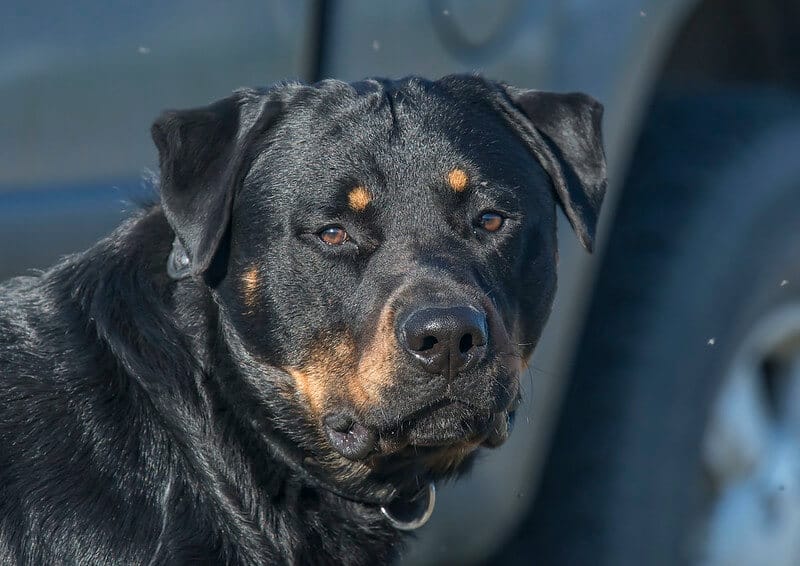 370 Rottweiler Names - Popular Male and Female Names - PetPress