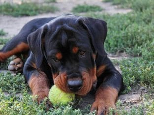 370 Rottweiler Names - Popular Male and Female Names - PetPress