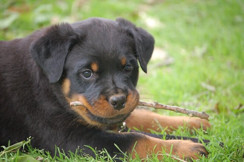 370 Rottweiler Names - Popular Male and Female Names - PetPress