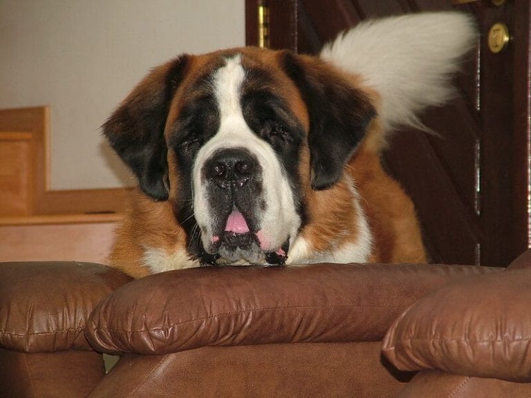250 Tough and Strong Male Dog Names - PetPress