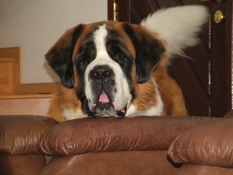 250 Tough and Strong Male Dog Names - PetPress