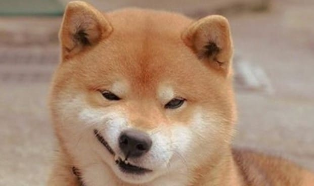 14 Funny Shiba Inu Memes That Will Make You Smile - PetPress