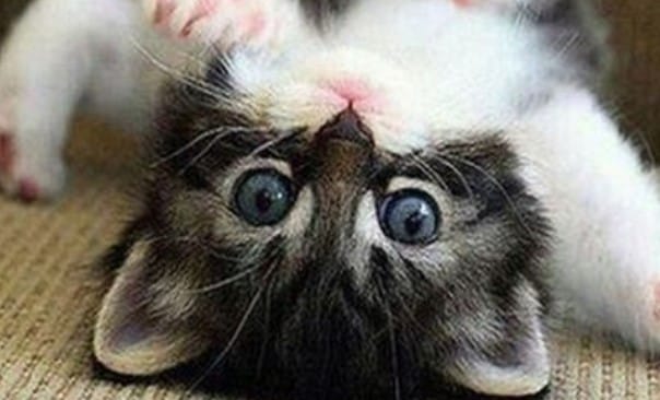 Top 100 Funny Geeky Male Cat Names - PetPress