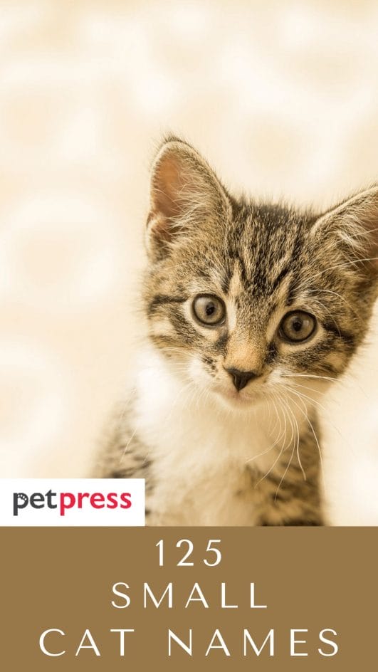 Top 125 Most Popular Small Cat Names That Fits With Your Small Kitten