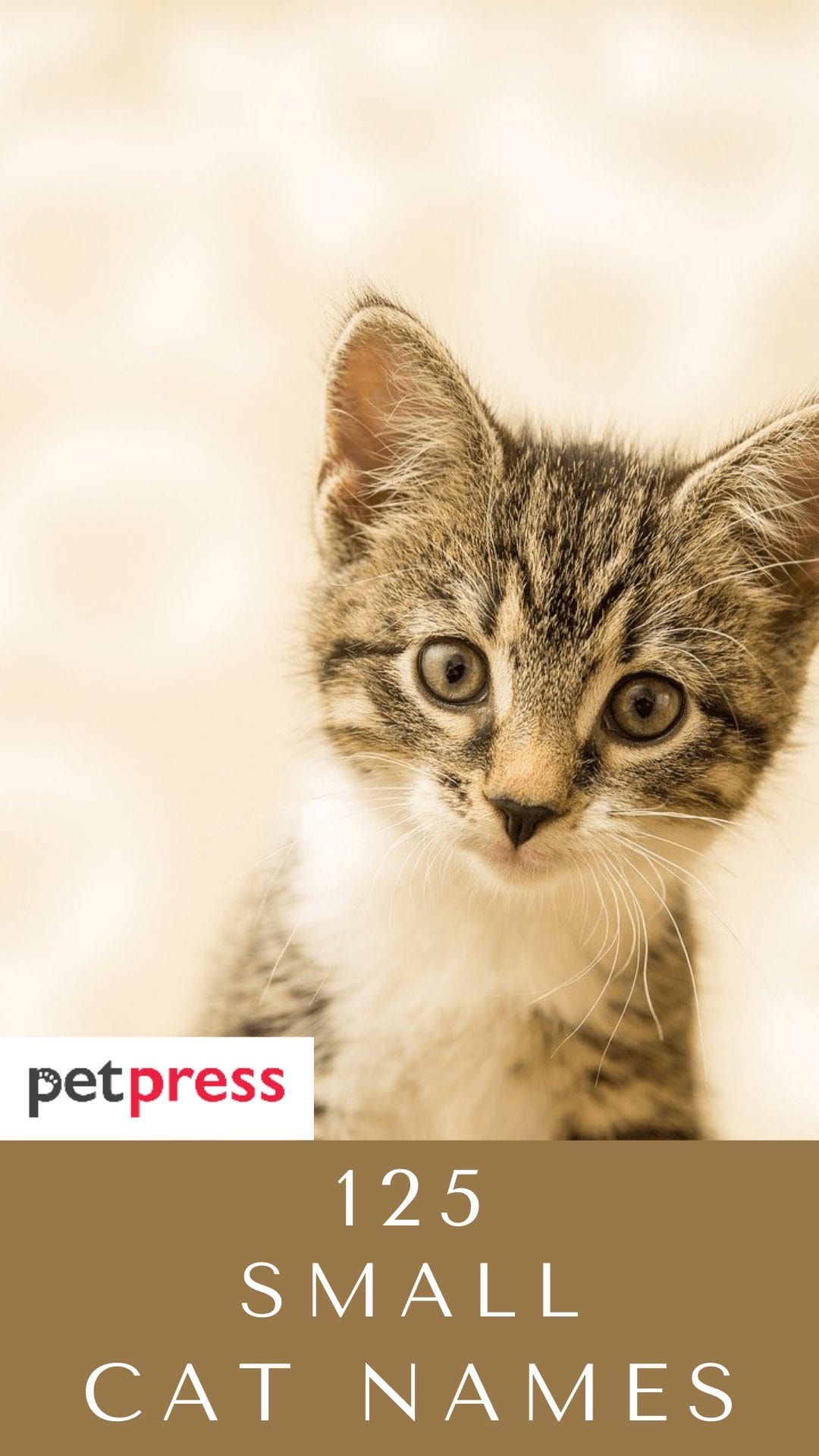 Top 125 Most Popular Small Cat Names That Fits With Your Small Kitten