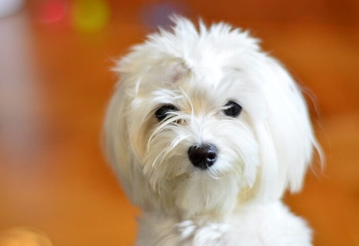 500 White Dog Names - Popular Male and Female Names - PetPress