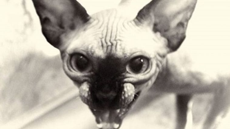 14 Facts About Sphynx Cats That You Should Know - PetPress