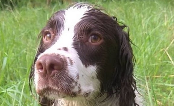 The 14 Funniest Springer Spaniel Memes of the Day! - PetPress