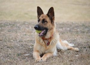 Female German Shepherd Names - 230 Great Ideas for Naming Your Girl GSD ...