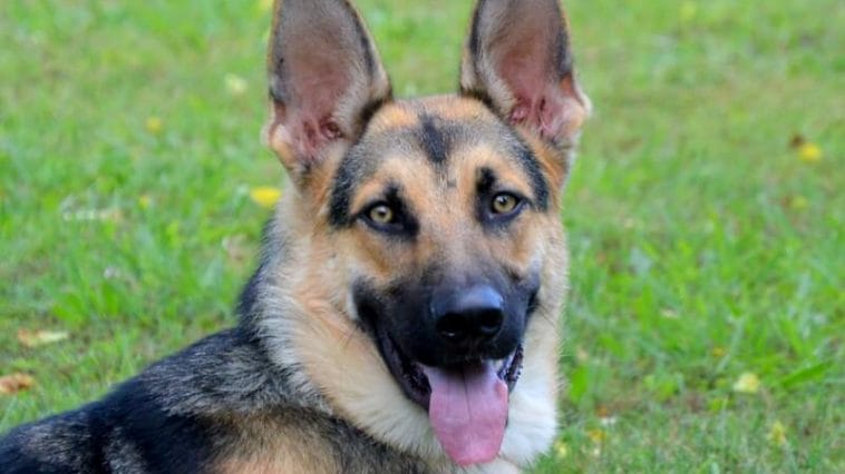 Female German Shepherd Names - 230 Great Ideas for Naming Your Girl GSD ...