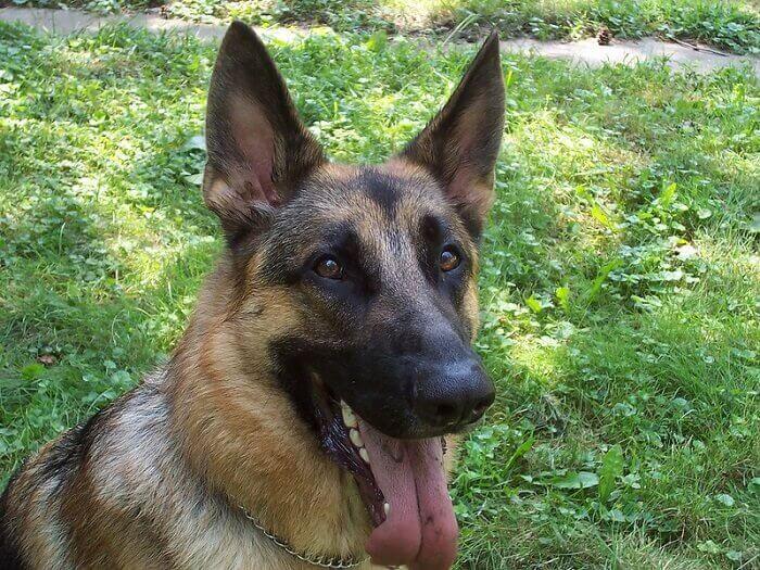 Strong German Shepherd Names - Over 100 Inspiring Ideas - PetPress