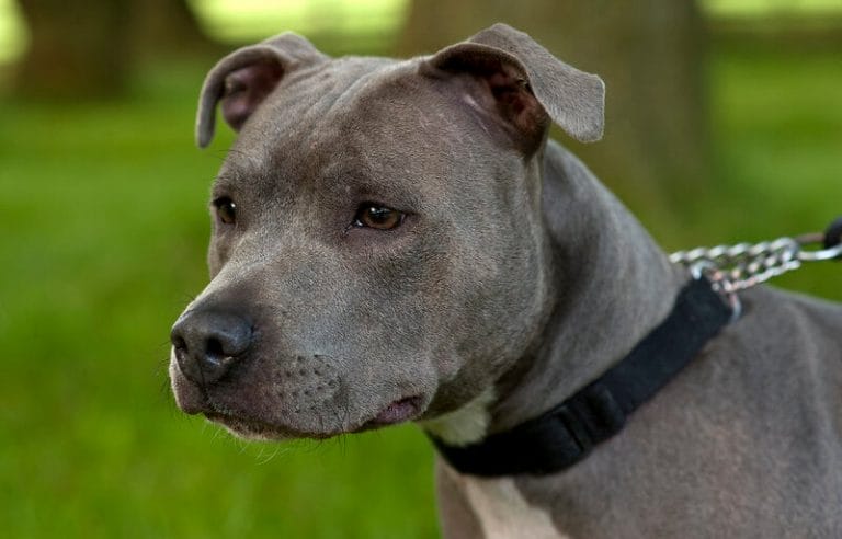 250 Tough and Strong Male Dog Names - PetPress