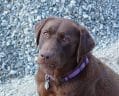 Chocolate Lab Dog Names: 320 Best Names for Brown Labradors - PetPress