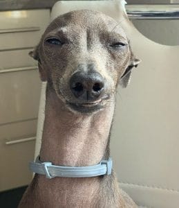 14 Reasons Why You Should Never Own Whippets - Page 2 of 5 - PetPress