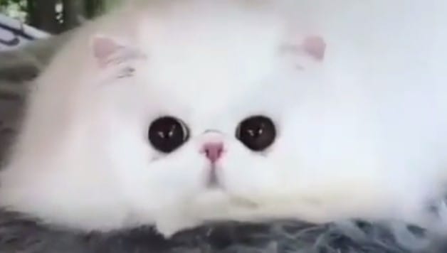 Top 125 Most Popular Small Cat Names That Fits With Your Small Kitten