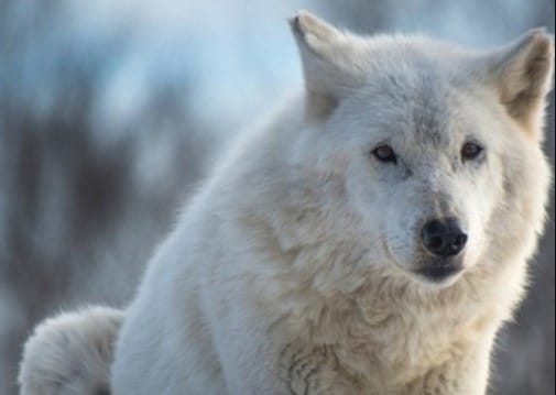 60+ Perfect White Wolf Names for Male & Female White Wolves | PetPress