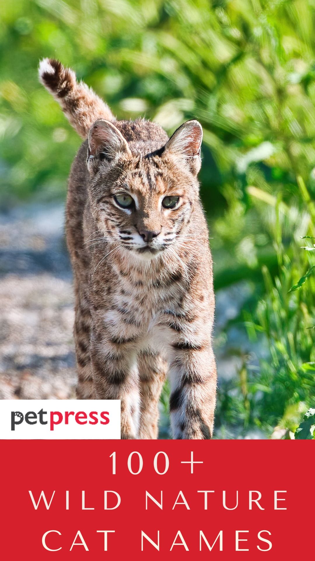 100+ Wild Nature Inspired Cat Names For Your Feline Friends - PetPress