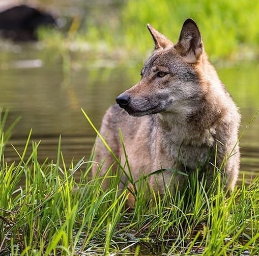148 Best Male Wolf Names - PetPress
